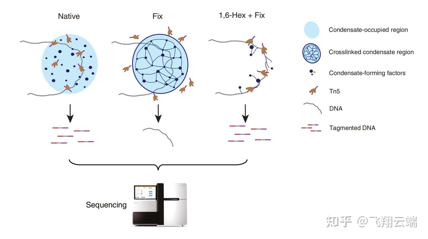 ACC-seq：鉴定细胞核内相分离凝聚体调控的染色质区域图谱 - 知乎
