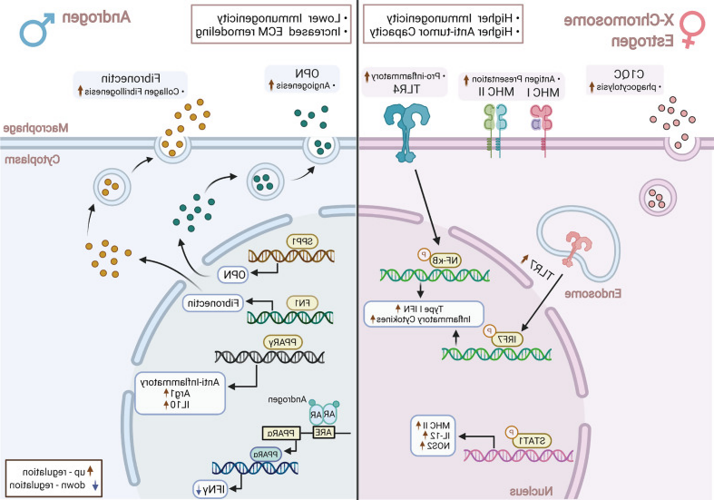 免疫细胞家族：肿瘤相关巨噬细胞(TAMs) - 知乎