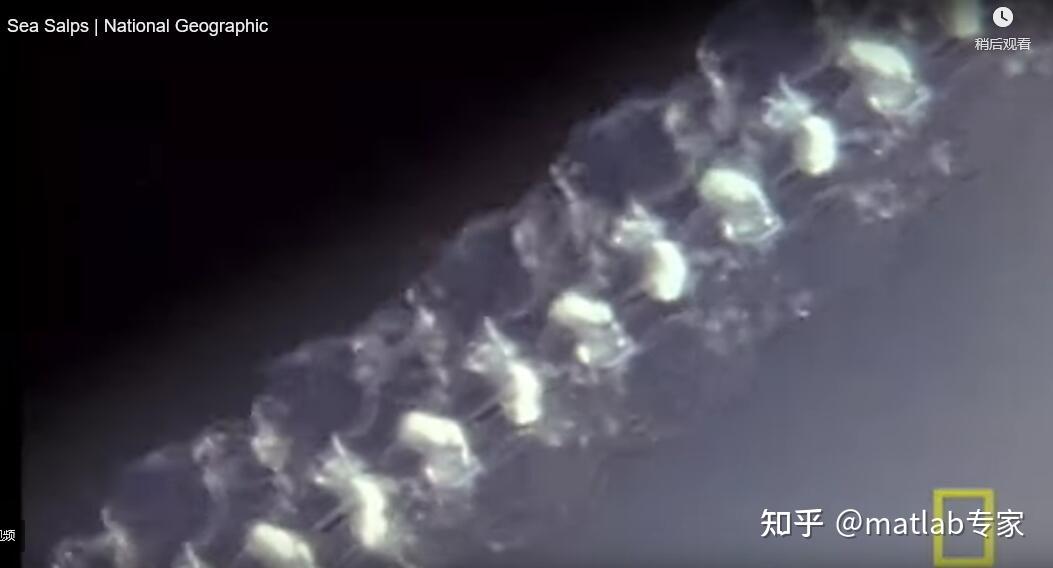 尊海鞘优化算法(Salp Swarm Algorithm,SSA) - 知乎