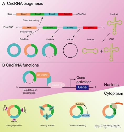 circRNA研究汇总｜20230320-0326 - 知乎