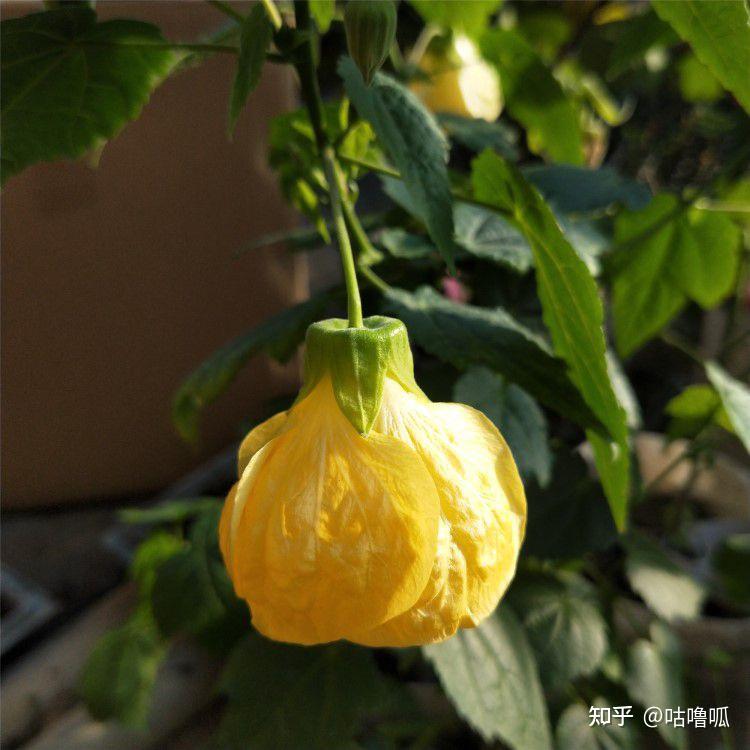 铃兰、风铃草、风铃花的区别是什么？ 知乎 0534