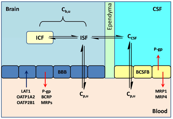 DMPK系列 | 中枢神经系统药物药代动力学研究策略概述 - 知乎