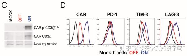 Transient rest restores functionality in exhausted CAR-T cells through ...