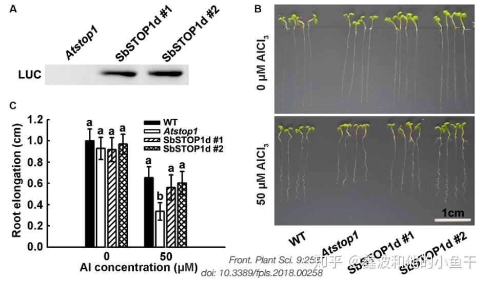 抗酸性土壤铝毒害的关键转录因子——STOP1 - 知乎