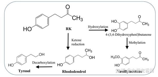 香精与香料(71)—覆盆子酮(Raspberry ketone) - 知乎