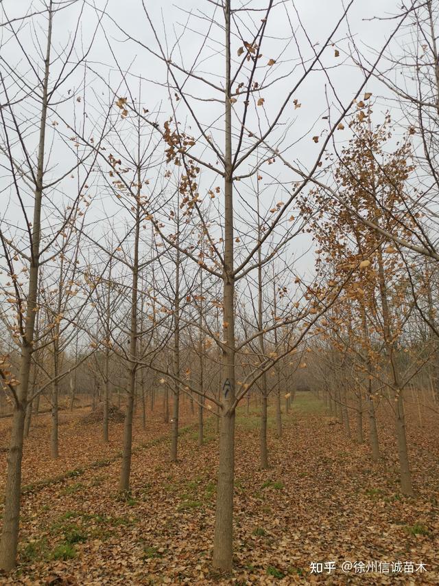 银杏树价格_最新12/15/20/25/30公分银杏树价格 - 知乎