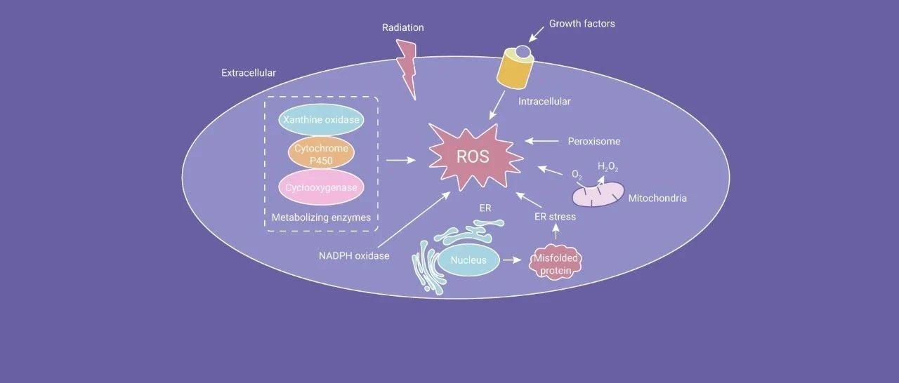 H2DCFDA | ROS 荧光探针检测法 - 知乎