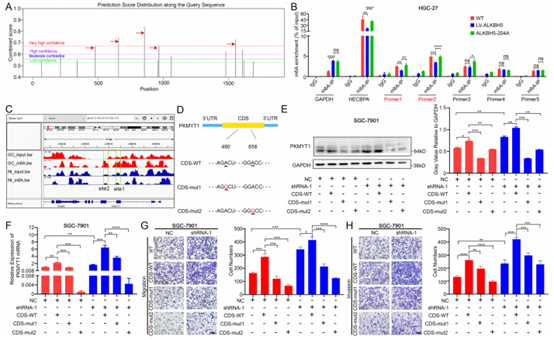 项目文章|IF：41.444！高分文章解析m6A参与胃癌转移过程机制 - 知乎