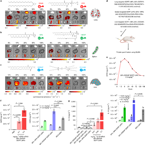 Nat. Nanotechno. | Selective organ targeting (SORT) nanoparticles for ...