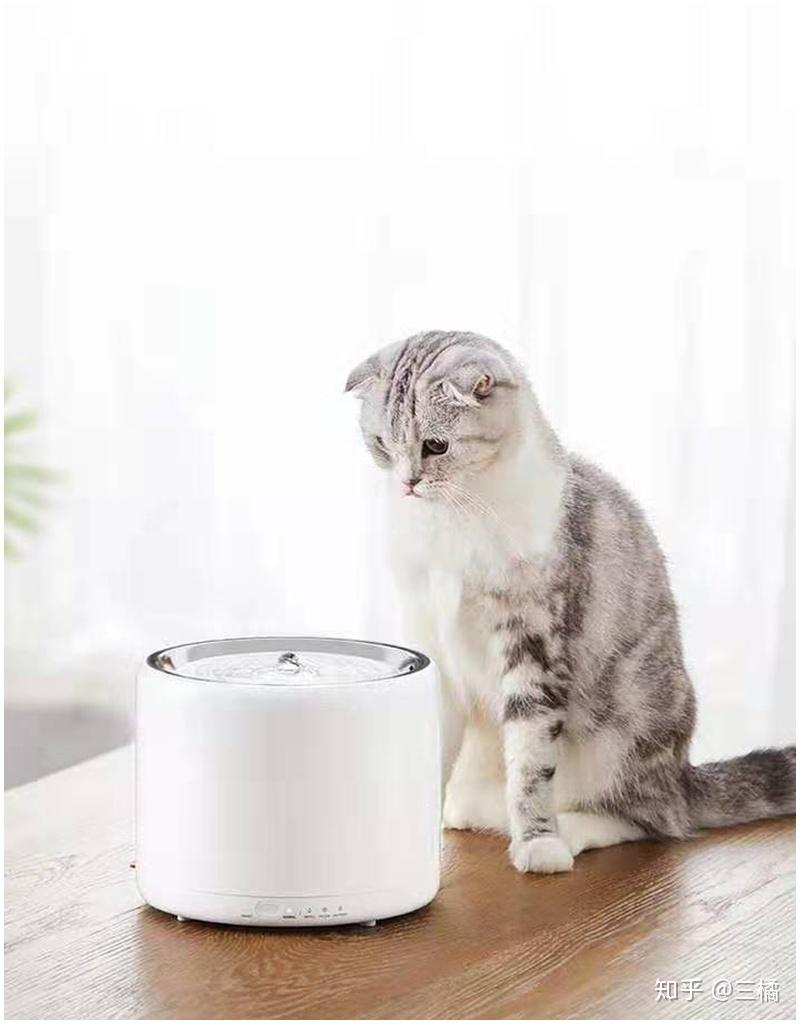 如何引诱猫咪主动多喝水? 知乎