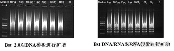 等温扩增Bst 2.0、Bst DNA/RNA聚合酶 - 知乎