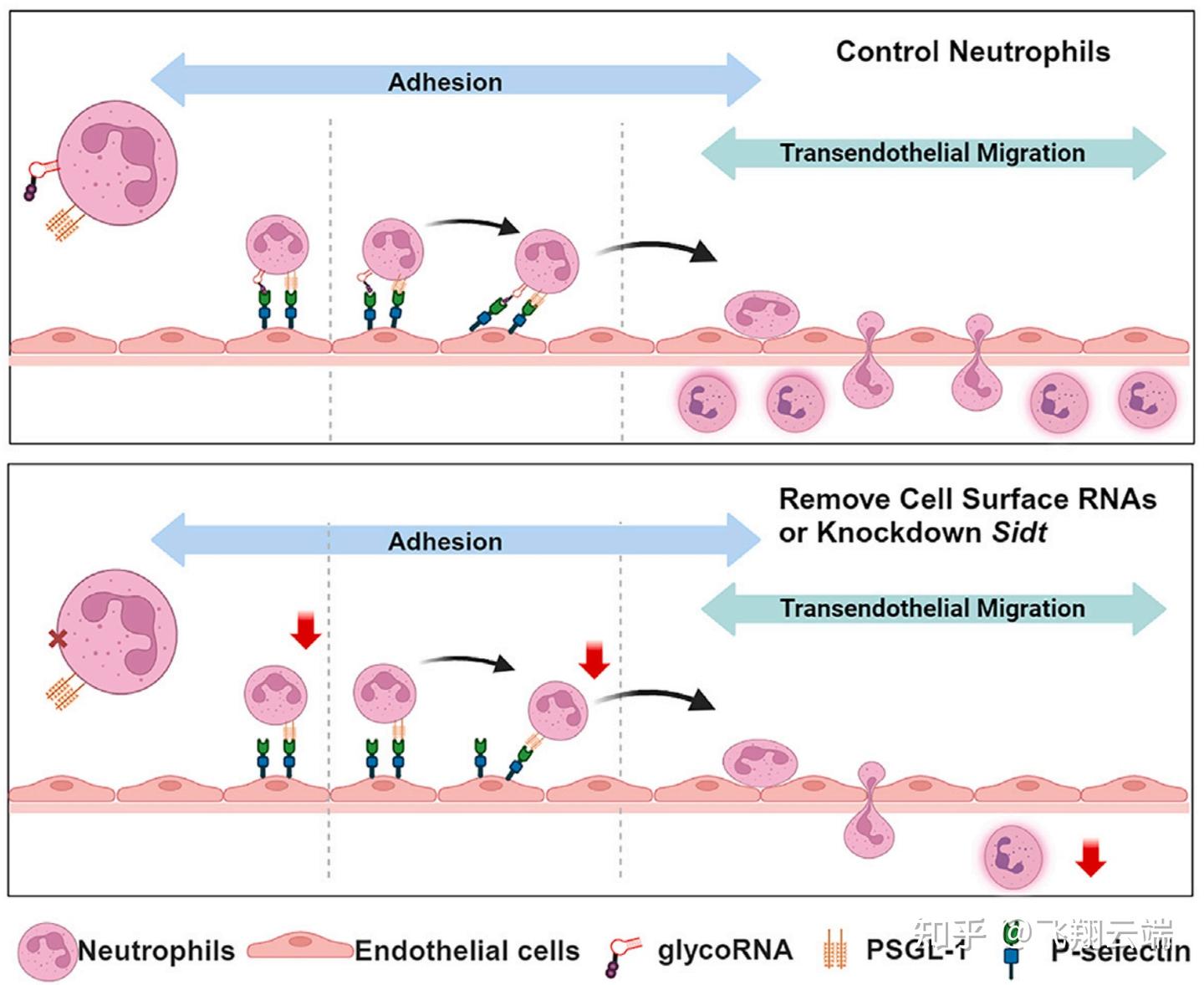 Cell重磅连发，糖基化RNA(GlycoRNA)的前世今生 - 知乎