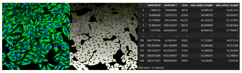 细胞分割神器——Cellpose（GPU加速） - 知乎