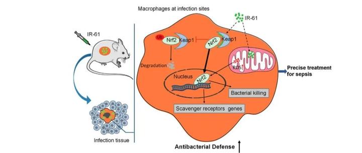 柳叶刀子刊丨IF：11.205丨Keap1-Nrf2 相互作用的小分子抑制剂通过选择性增强感染部位巨噬细胞的抗菌防御来减轻脓毒症 - 知乎
