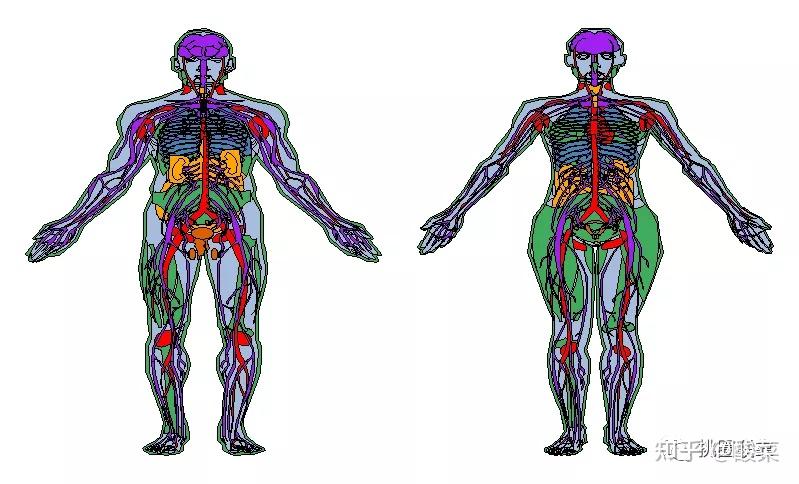 画人画鼠画细胞，精美的生信解剖图送给大家 - 知乎