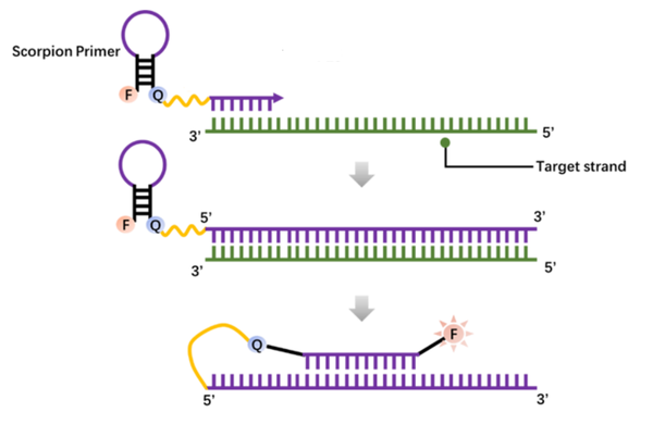 一文读懂，不同类型qPCR的发光原理 - 知乎