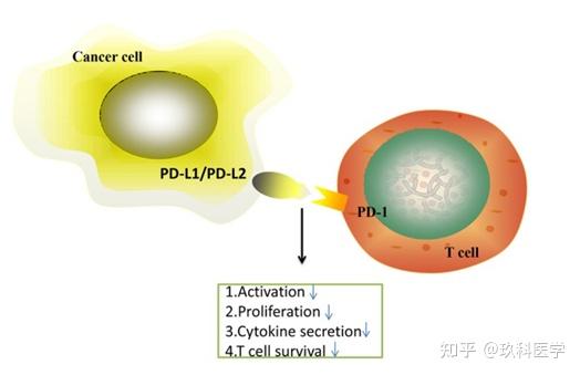 PD-1和PD-L1还分不清楚？看完通透！ - 知乎