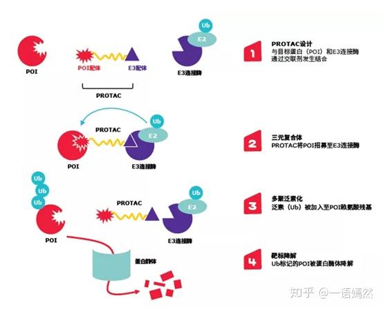 PROTAC技术的领域热度和全球格局 - 知乎