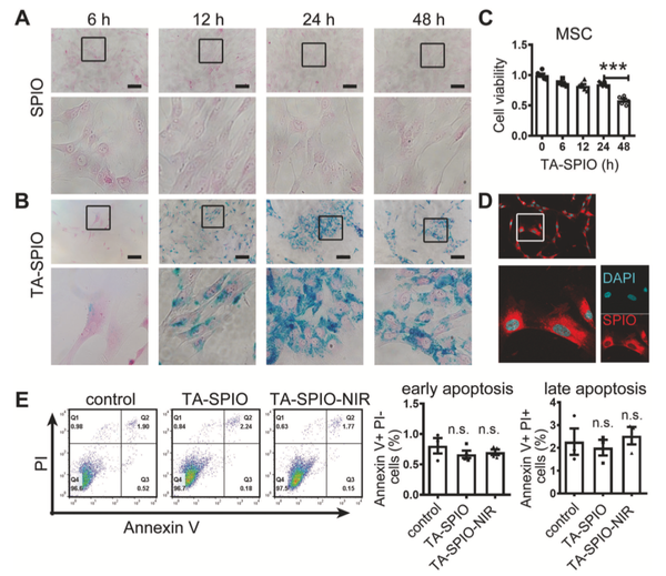CDD丨铁死亡 MSCs 通过促进巨噬细胞胞吐作用保护小鼠免受脓毒症 - 知乎