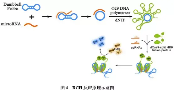 传说中的CRISPR/Cas分子诊断技术到底是个啥？ - 知乎