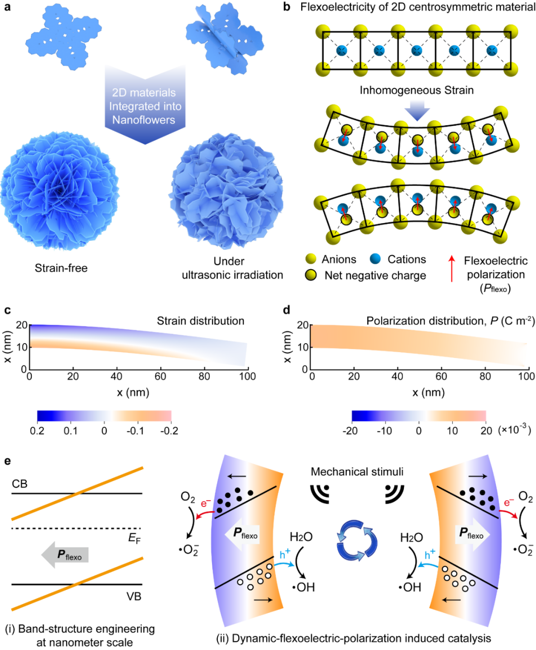 ADV MATER：二维半导体中的挠曲电催化效应 - 知乎