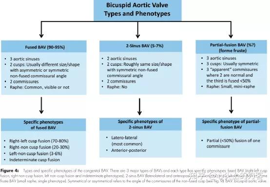 先天性二叶主动脉瓣及其主动脉病变命名和分类的国际共识声明 - 知乎
