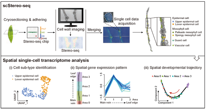 空转植物应用 |scStereo-seq技术解析拟南芥叶片空间转录组 - 知乎