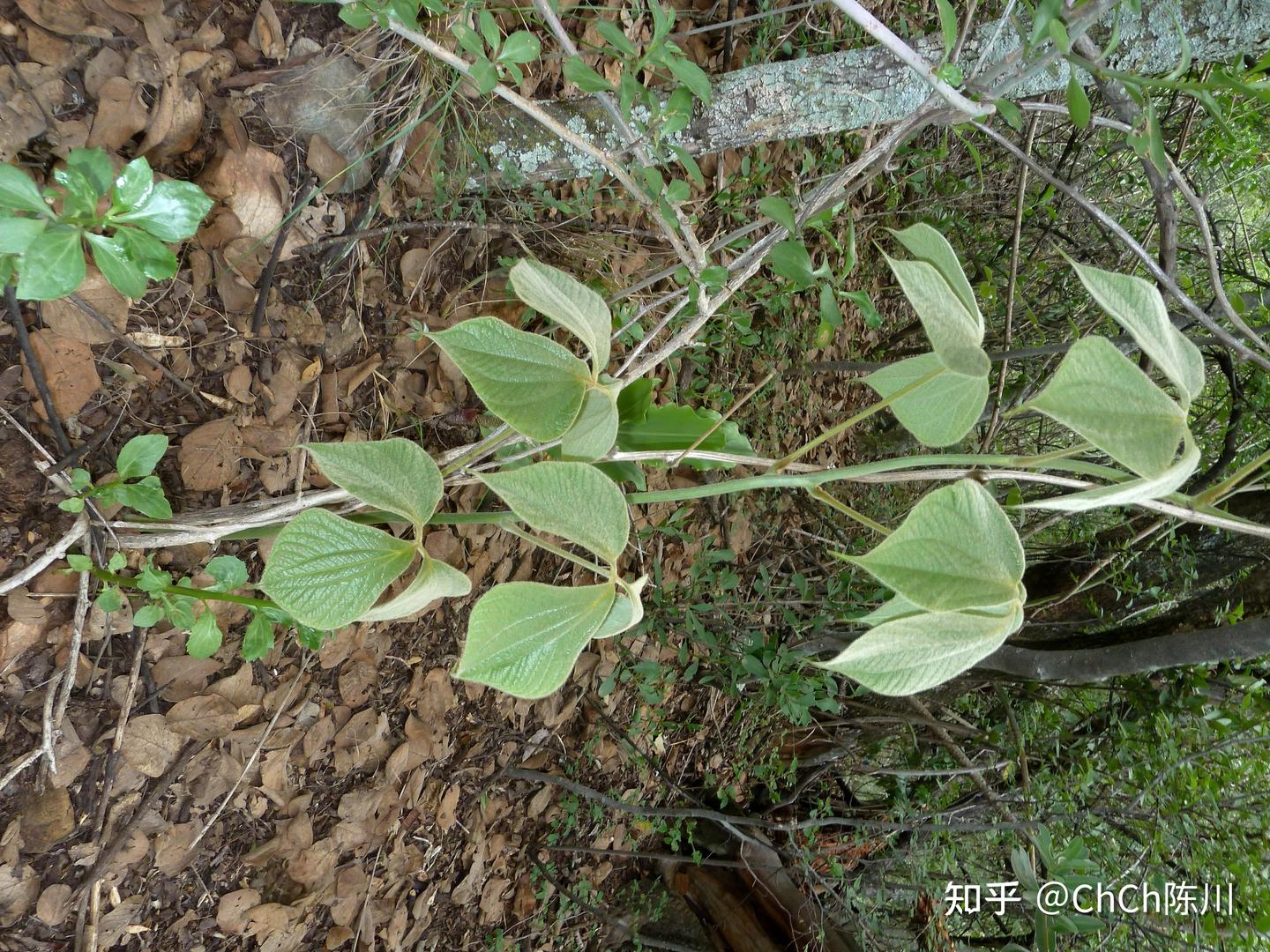 多肉植物全图鉴11：薯蓣科（Dioscoreaceae），薯蓣属（Dioscorea） - 知乎