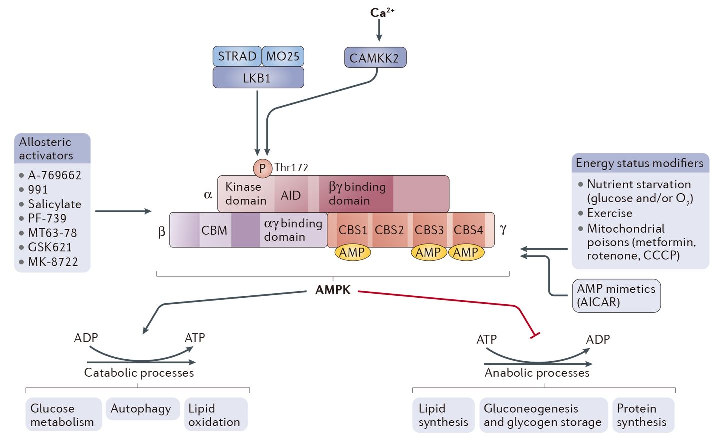 图说AMPK及其信号通路的功能 - 知乎