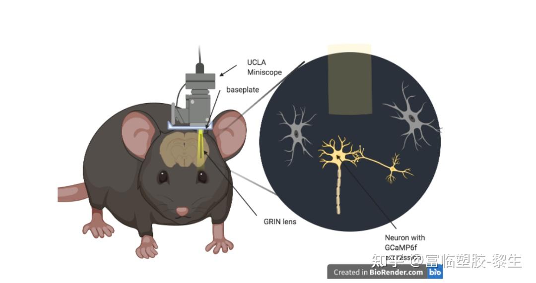 Miniscope微型显微镜对小鼠中央杏仁核神经元集群的活体成像 - 知乎