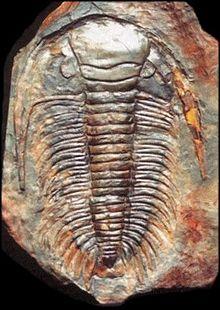 地质年代细分时间表，代表生物及其温度，氧含量：埃迪卡拉纪——二叠纪 - 知乎