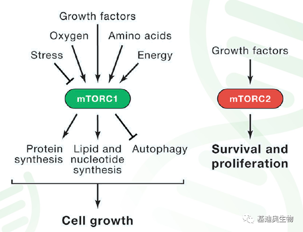 与一款抗衰老神药相关的通路—mTOR信号通路（上） - 知乎
