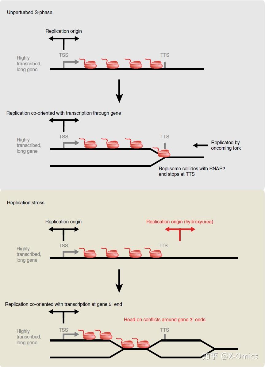 Nature子刊 | 转录决定人类细胞中DNA复制的起始和终止 - 知乎