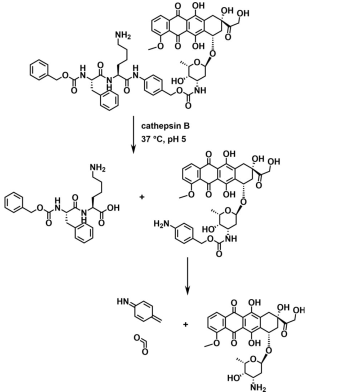 ADC之蛋白酶可裂解连接子 - 知乎