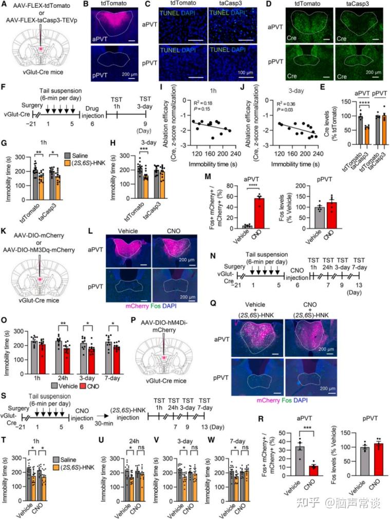 脑声常谈：氯胺酮代谢物持续抗抑郁作用的机制研究 - 知乎
