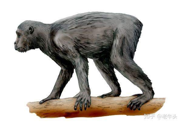 类人猿在进化过程中尾巴是如何退化的？ - 知乎