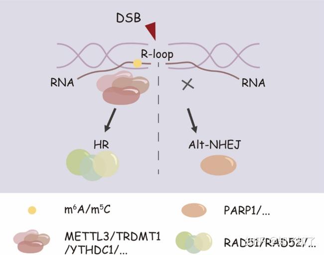 RNA甲基化修饰和R-loop的交叉调控：从分子机制到临床意义｜深度综述 - 知乎