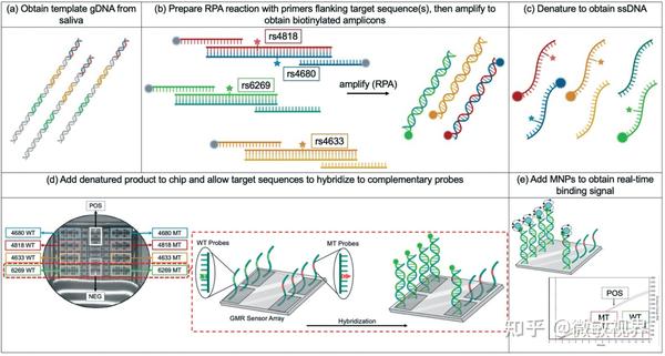 使用RPA技术和磁阻传感器、非侵入式的SNP基因分型POC装置 - 知乎