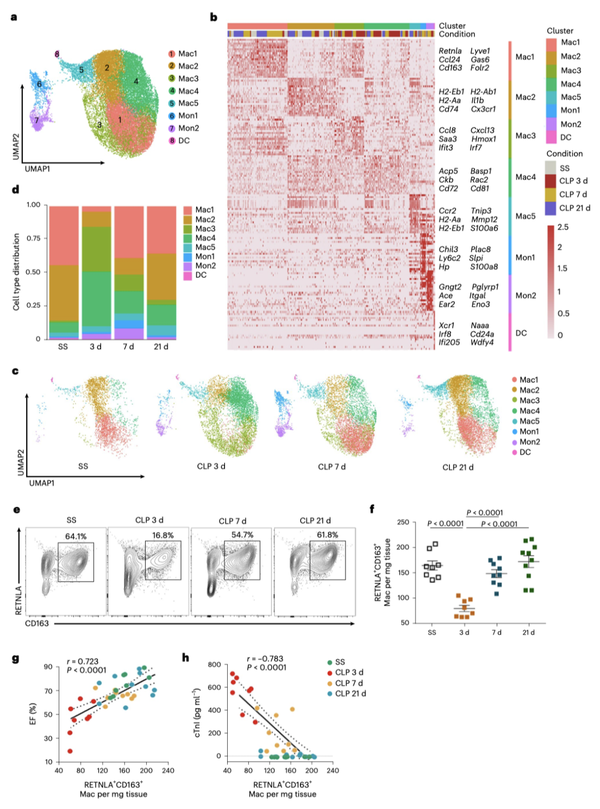 Nature Metabolism丨TREM2hi 驻留巨噬细胞通过维持心肌细胞稳态来保护脓毒症心肌损伤 - 知乎