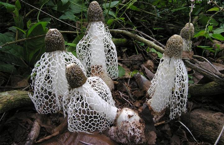 蘑菇的功与过：让人垂涎三尺，也让人“看见小人” - 知乎