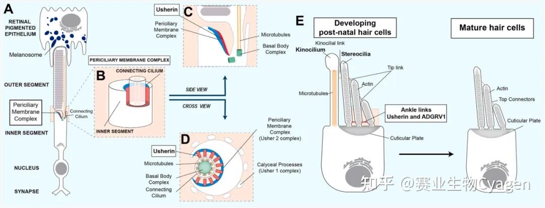 Usher综合征疗法研究的最佳选择：USH2A人源化疾病模型 - 知乎