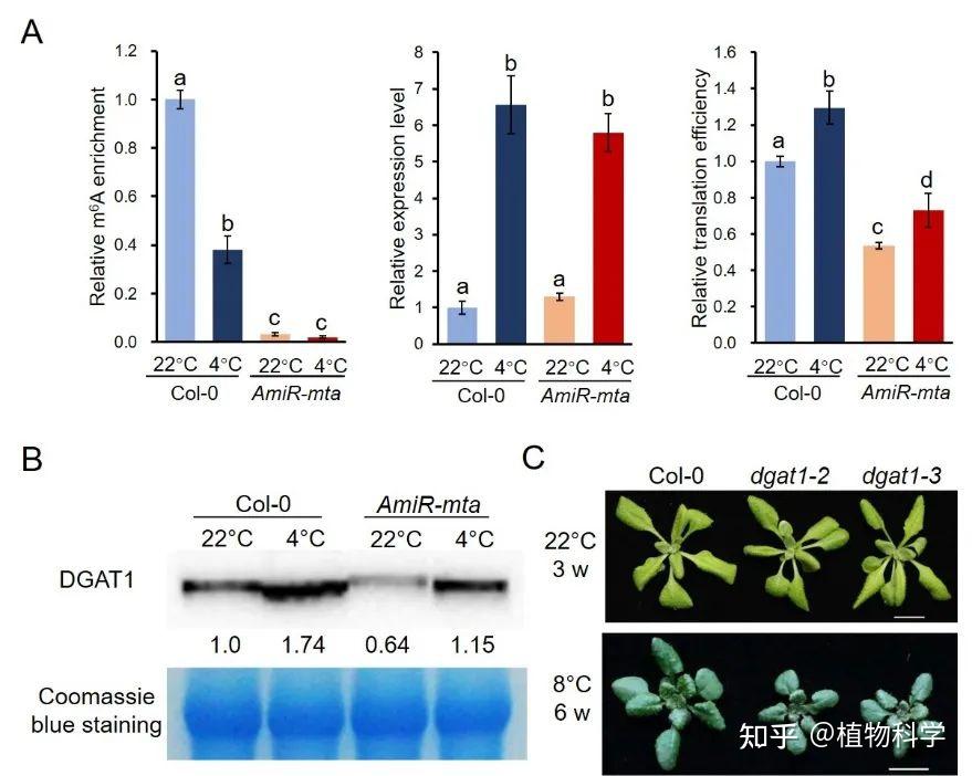 南京农业大学吴玉峰/康奈尔大学华健实验室合作揭示mRNA m6A修饰在拟南芥低温生长及翻译效率调控中的作用机制 - 知乎