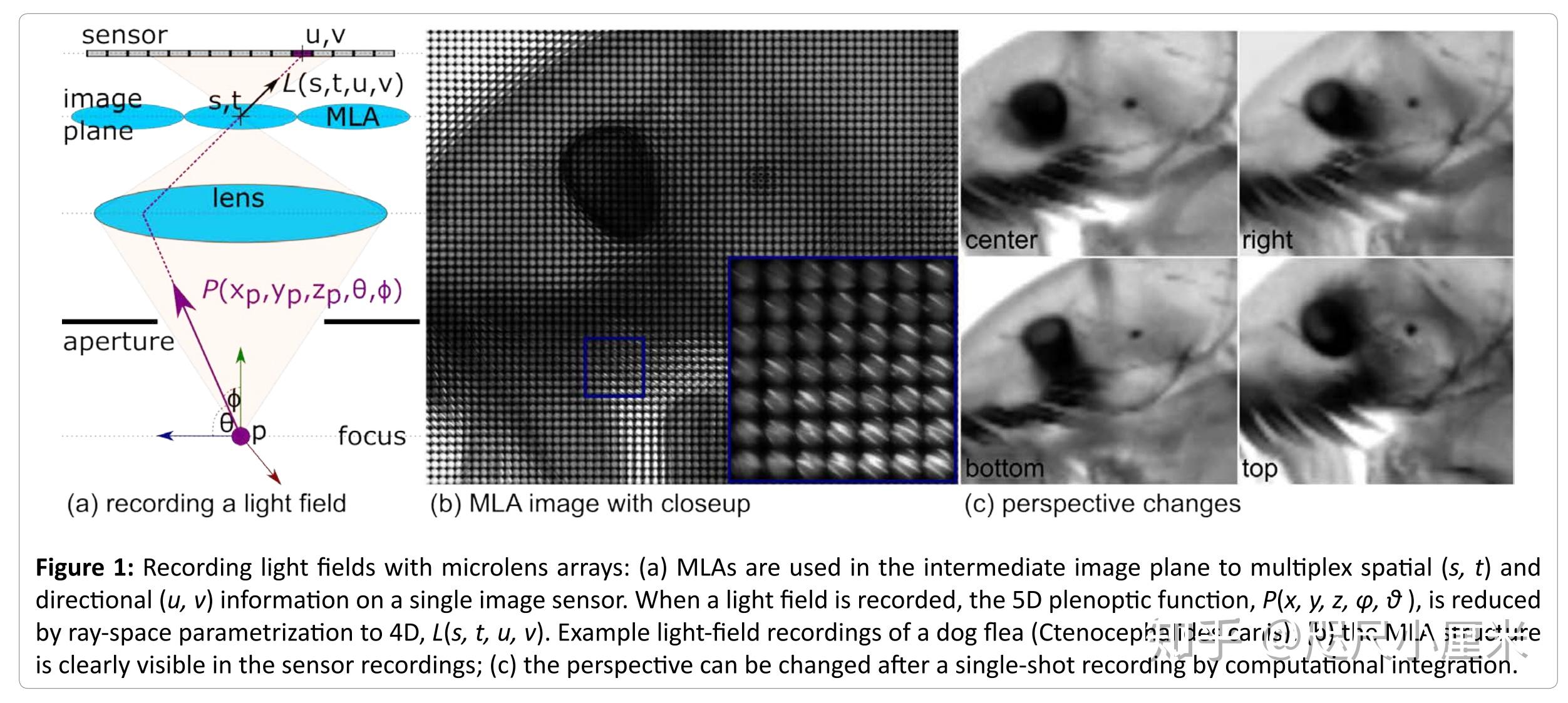 [论文笔记] Light-Field Microscopy: A Review - 知乎
