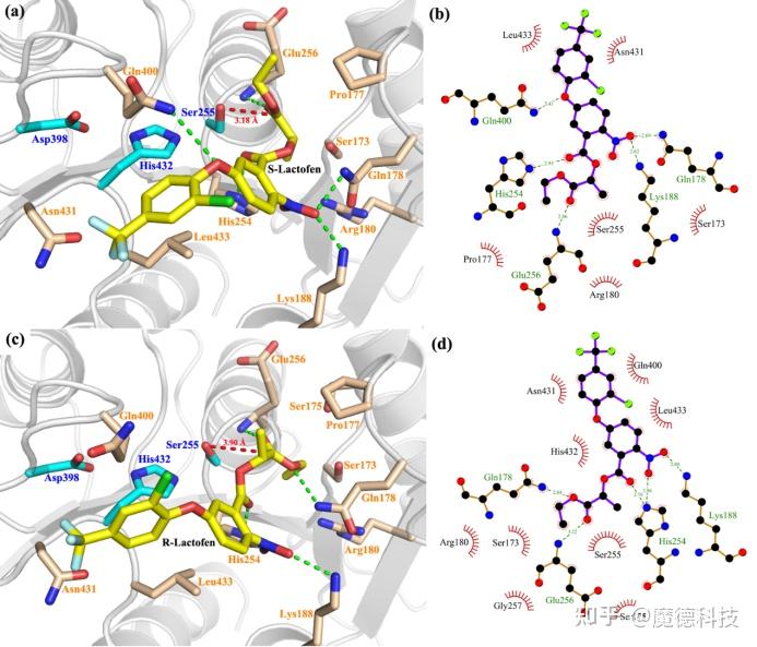 魔德科技案例：酯酶LanE对乳氟禾草灵（Lactofen）的对映选择性降解机制研究 - 知乎