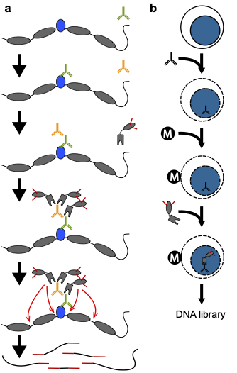 Cut&Tag操作方法Protocol（超详细含试剂配制） - 知乎