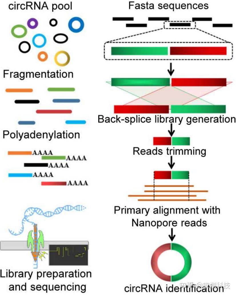 Nanopore Direct RNA Sequencing技术白皮书 - 知乎