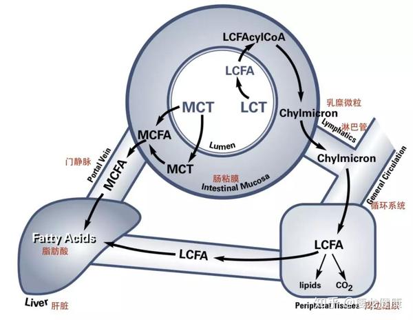 MCT油有什么好处，它是怎么减肥的？ - 知乎