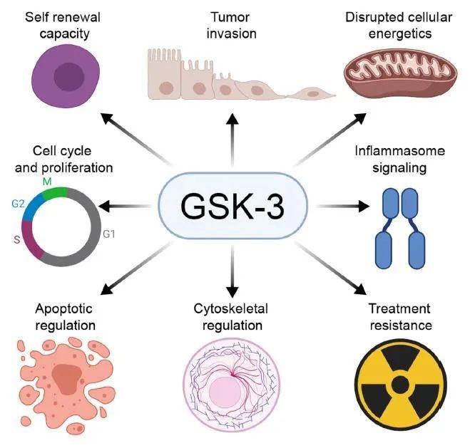 【AmBeed解读】GSK-3——蛋白激酶界的万能角色 - 知乎