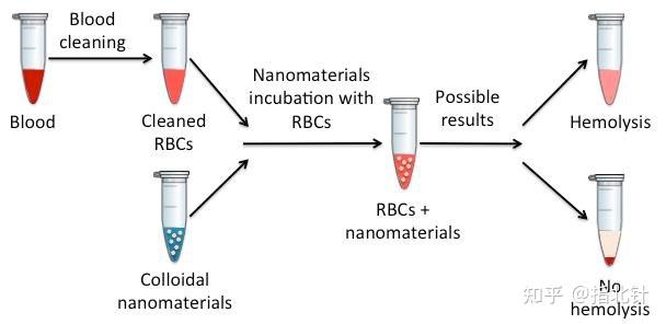 溶血实验——原理、步骤、注意事项、示例图 - 知乎