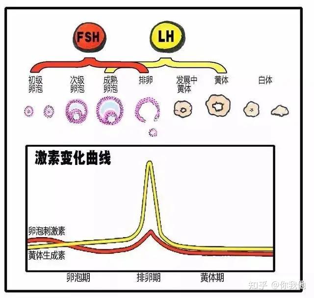 性激素六项：雌二醇(E2) - 知乎